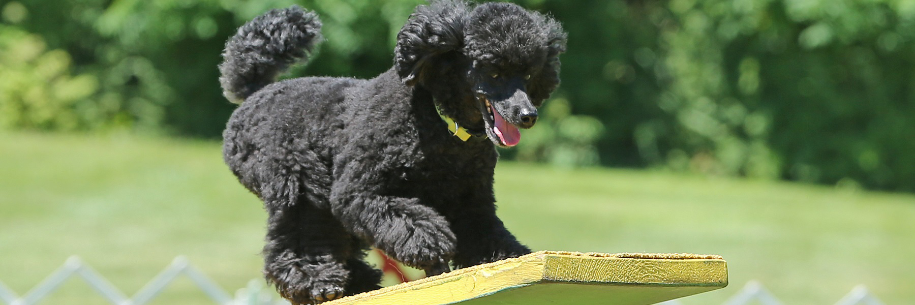 Photo Credit Ken Gee - Versatility In Poodles, Inc. : Versatility In ...