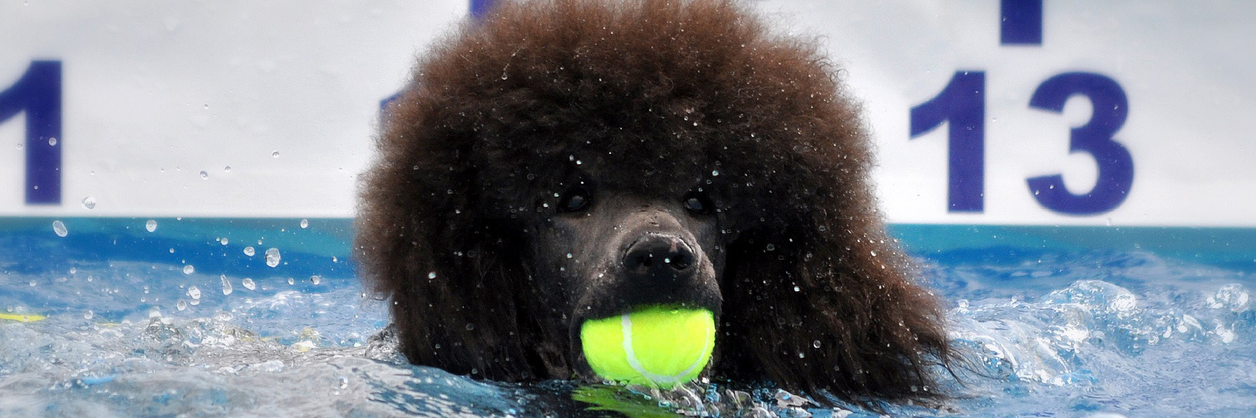 Photo Credit Caroline Fenton - Versatility In Poodles, Inc ...