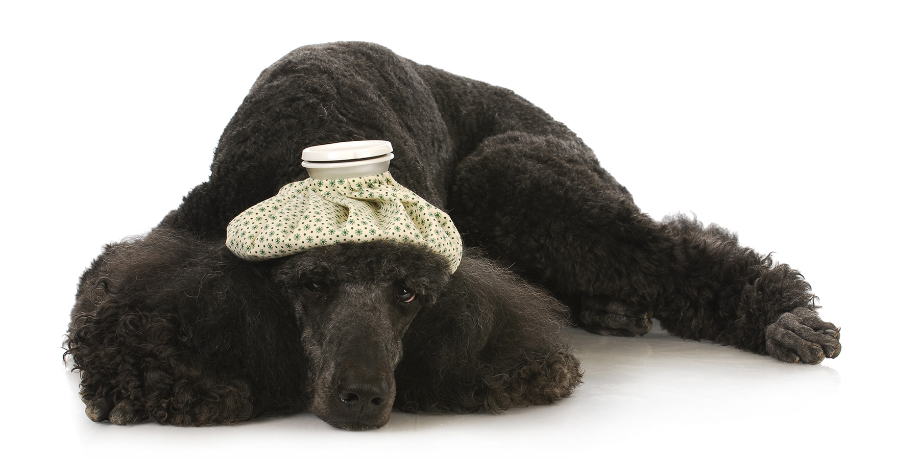 back-sick-poodle - Versatility In Poodles, Inc. : Versatility In ...