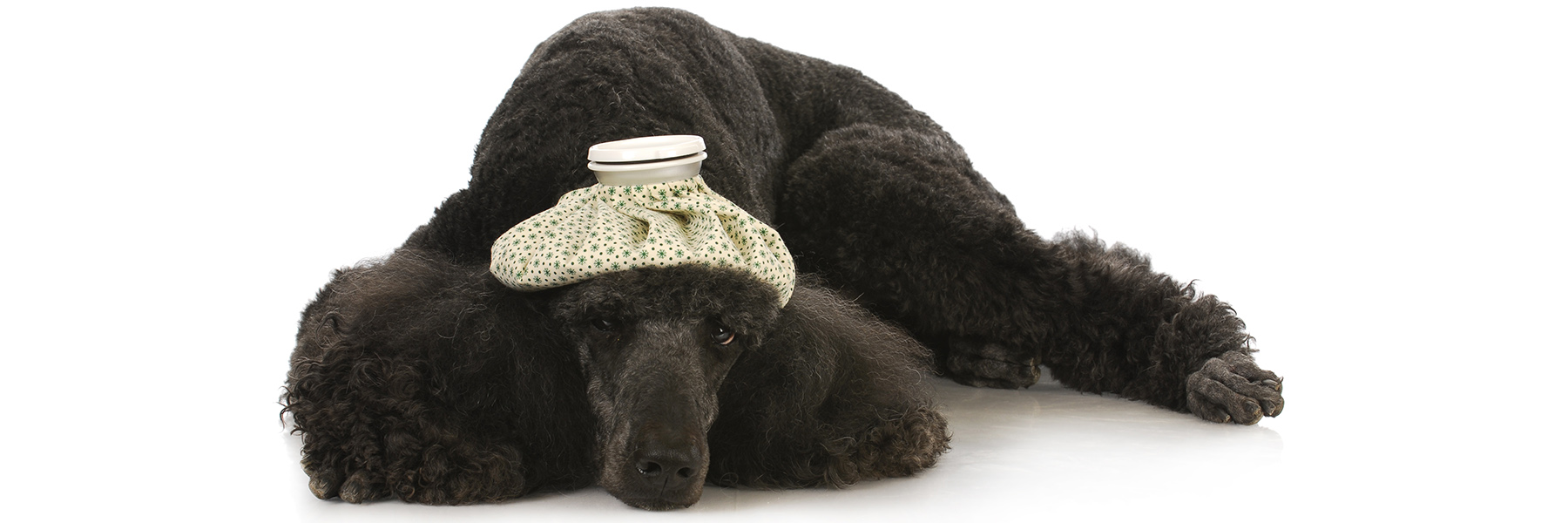 hero-sick-poodle - Versatility In Poodles, Inc. : Versatility In ...